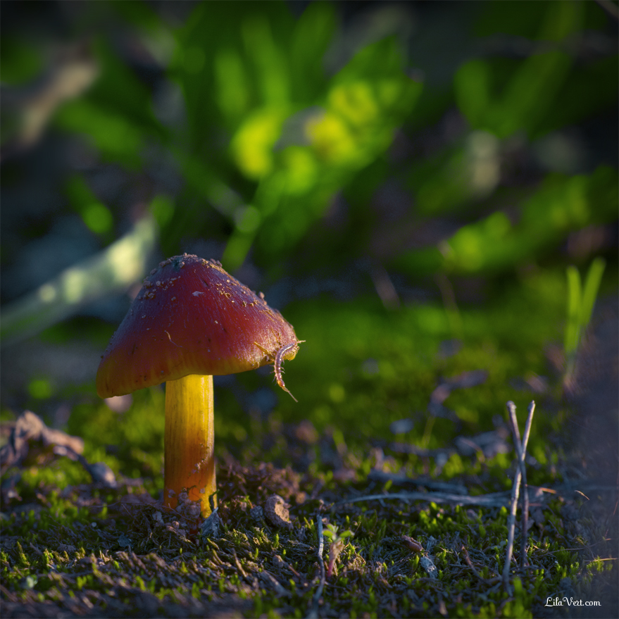 LilaVert : Mur d'images / Macro photographies / Nature / Floral