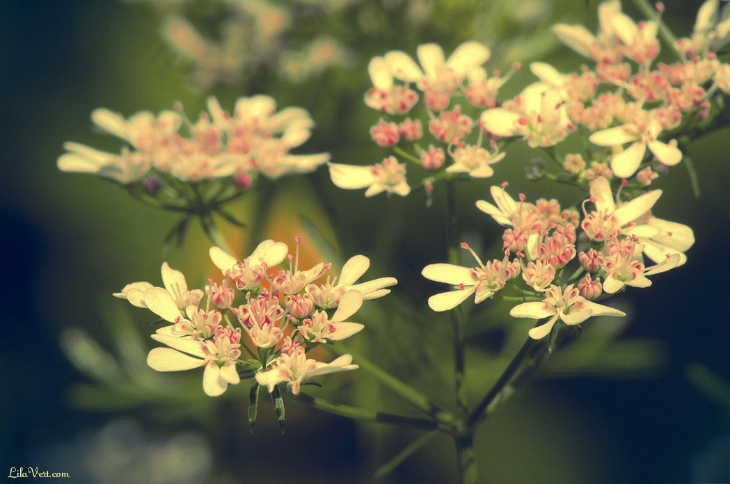 LilaVert : Mur d'images / Macro photographies / Nature / Floral